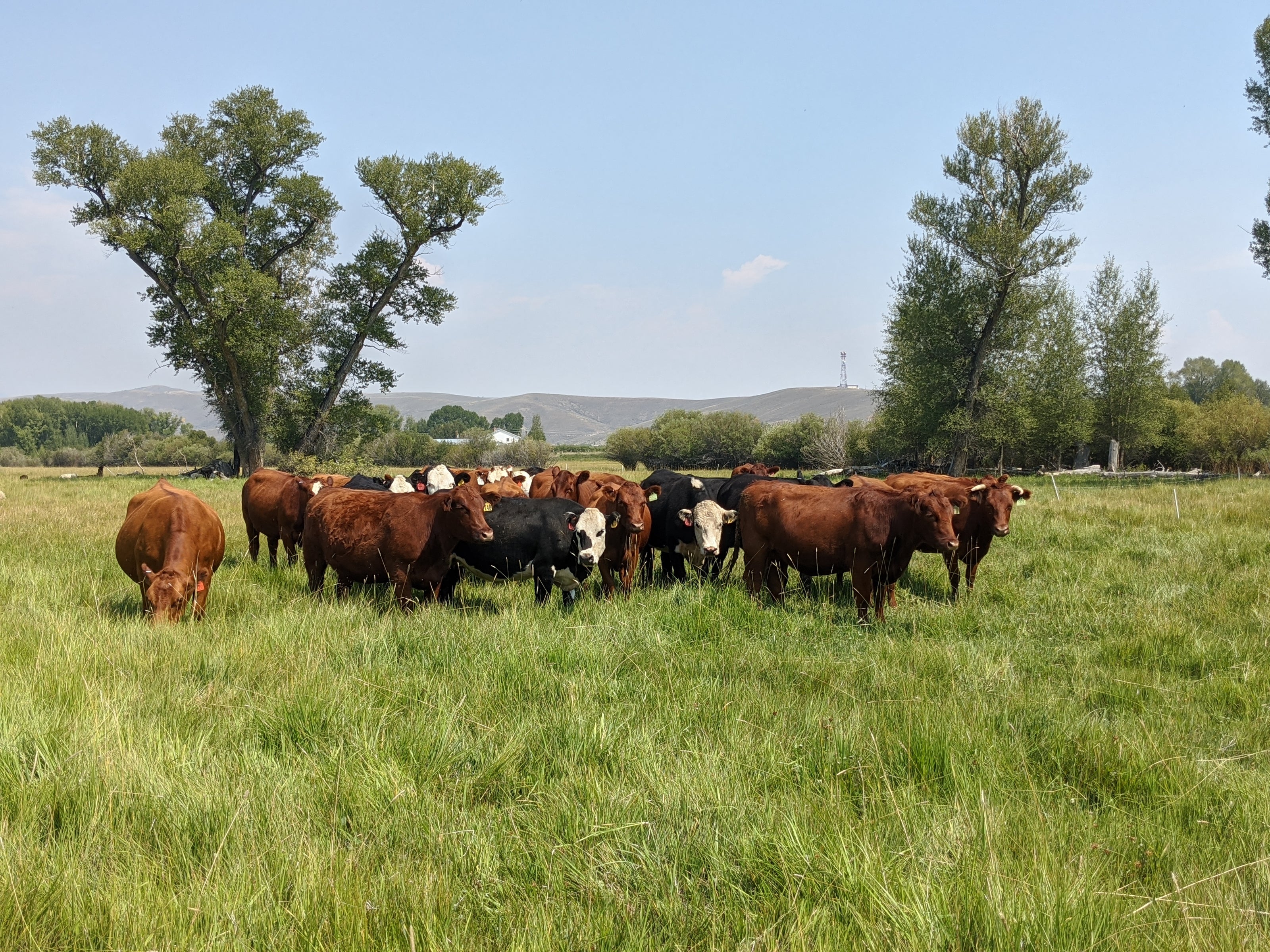 Pasture Provisions Company: Delivering the Farm to Your Table